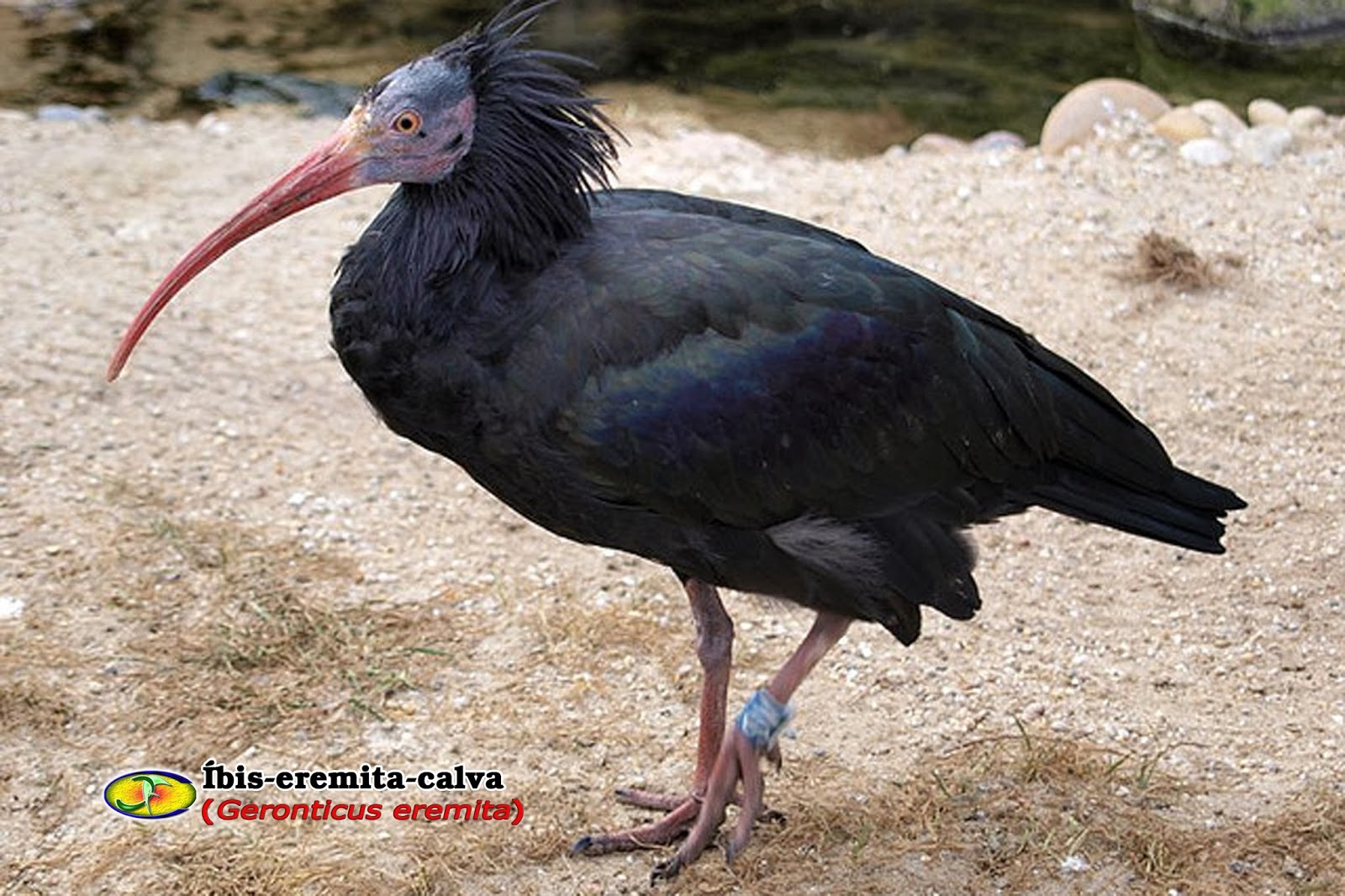 Zoologia: Íbis-eremita-calvo (Geronticus eremita)